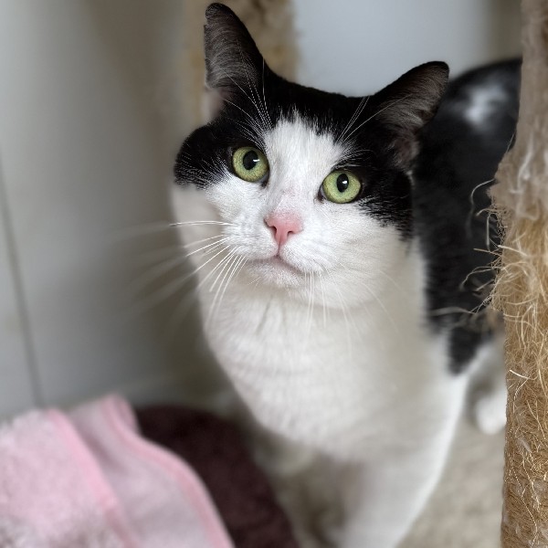 Bernie – Blue Cross Animals Society of Victoria