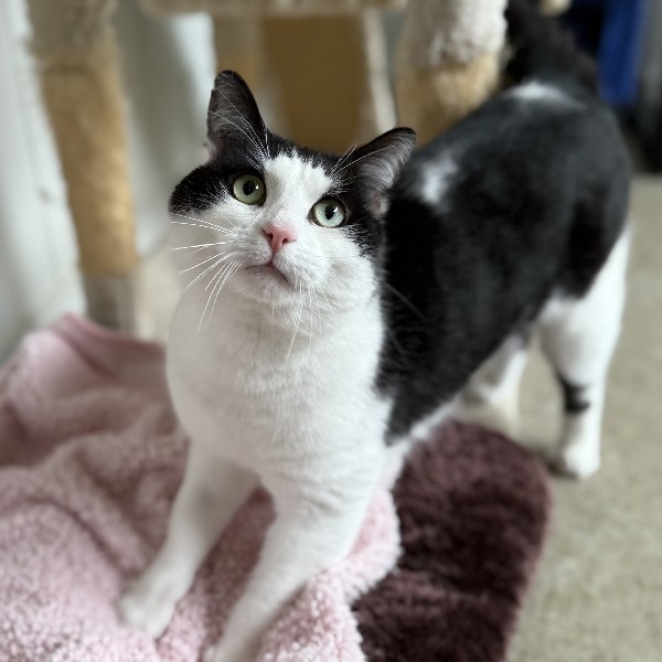 Bernie – Blue Cross Animals Society of Victoria