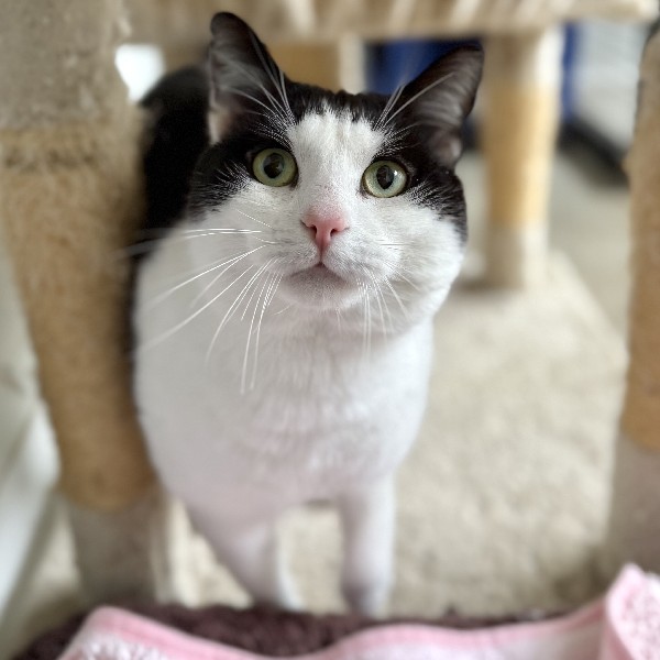 Bernie – Blue Cross Animals Society of Victoria