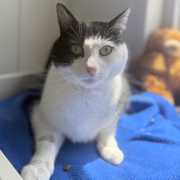 Leon – Blue Cross Animals Society of Victoria